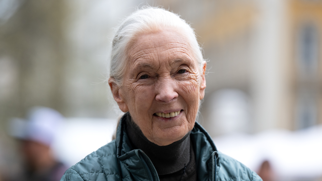 Jane Goodall Announces First Australian Tour In Five Years - Music Feeds