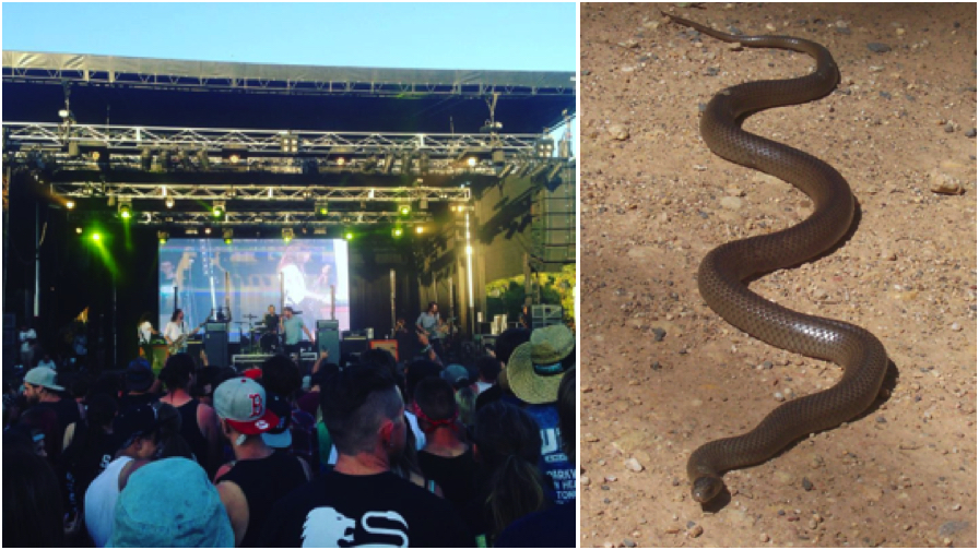 UPDATED: Deadly Tiger Snake Found Under UNIFY Gathering Stage - Music Feeds