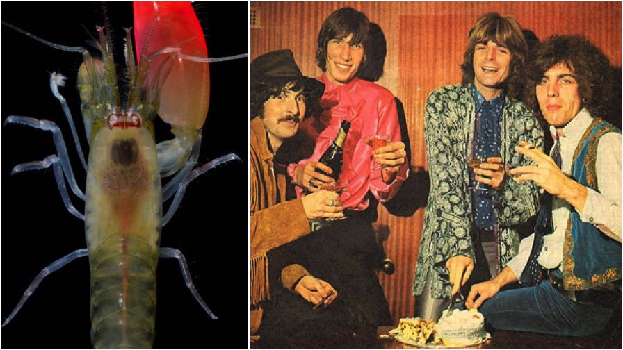 Pink Floyd Just Had A Species Of Prawn Named After Them - Music Feeds
